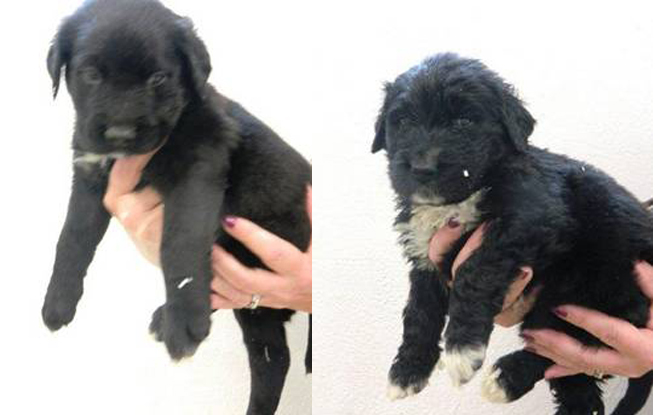 Valpar räddade av Djurskyddet Malmö – Tidningen Djurskyddet