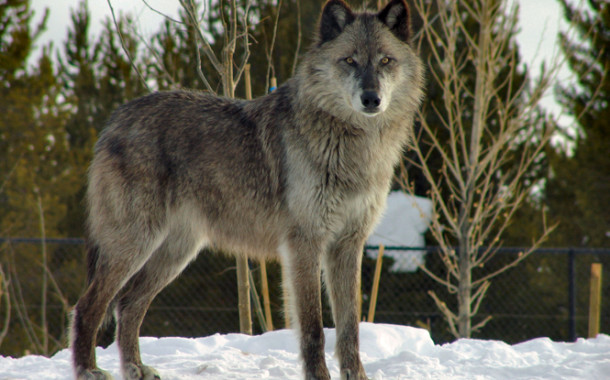 Överklagan hindrar årets vargjakt – Tidningen Djurskyddet