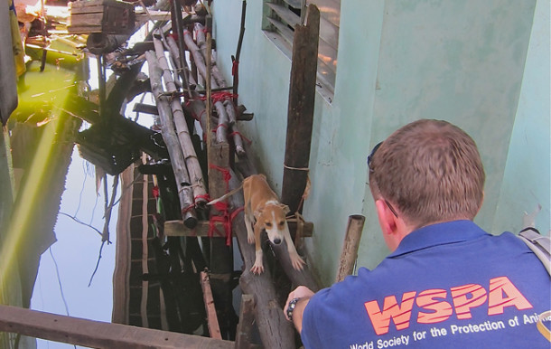 WSPA räddar djur på Filippinerna – Tidningen Djurskyddet