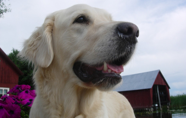 Labrador retriever är Sveriges populäraste hund – Tidningen Djurskyddet