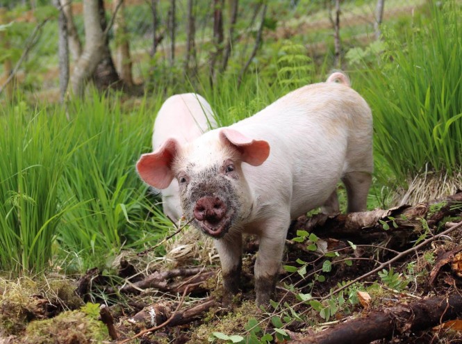 Grisar slipper rutinmässig fixering – Tidningen Djurskyddet