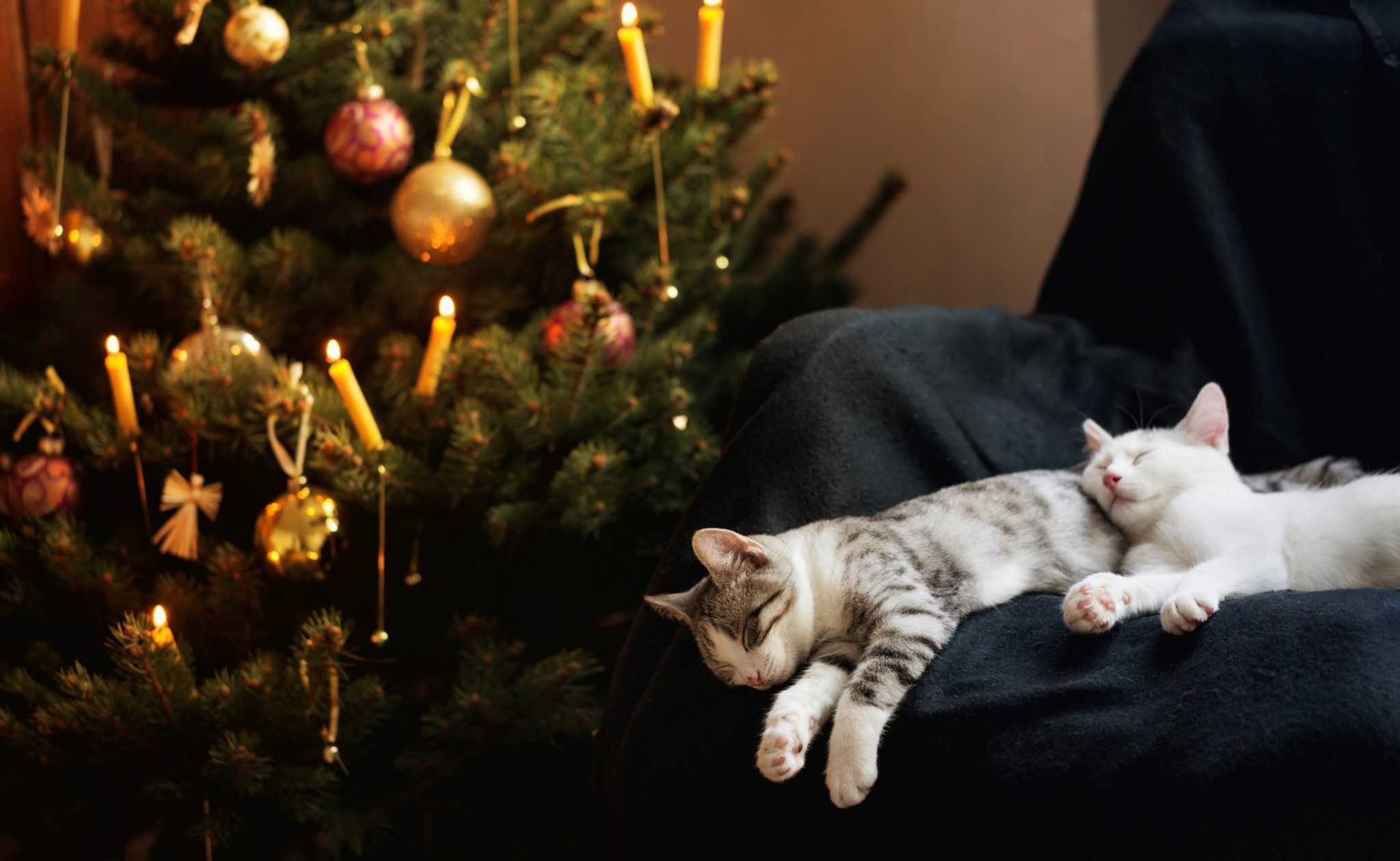 Ge djuren en ljuvlig jul – utan förgiftningar och svalda snören ...