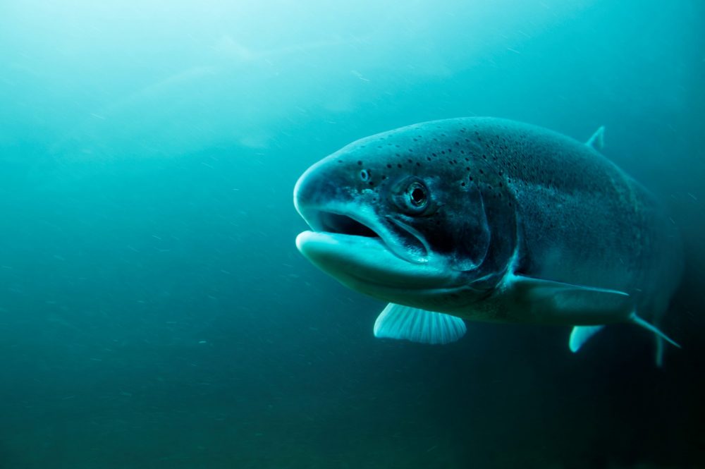 Skarpsill och torsk – två av flera fiskar som fått det sämre enligt ...