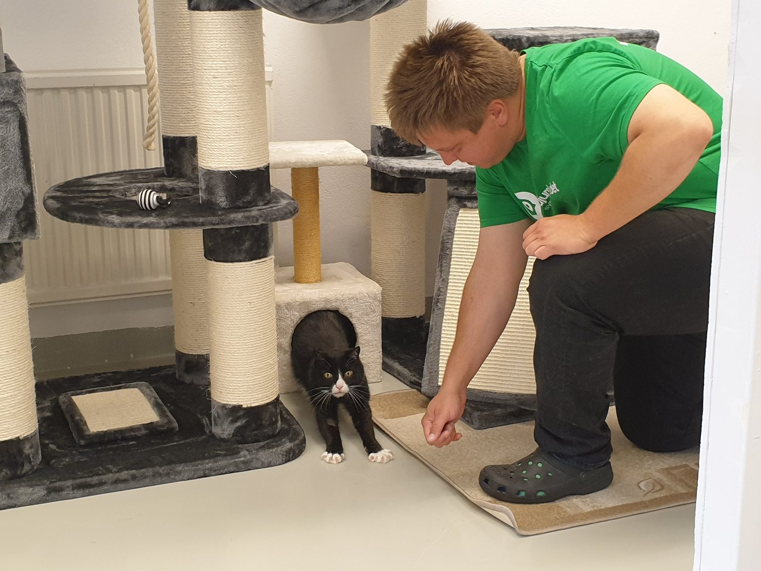 Djurskyddet Vilsna tassar har hittat ett katthem – Tidningen Djurskyddet