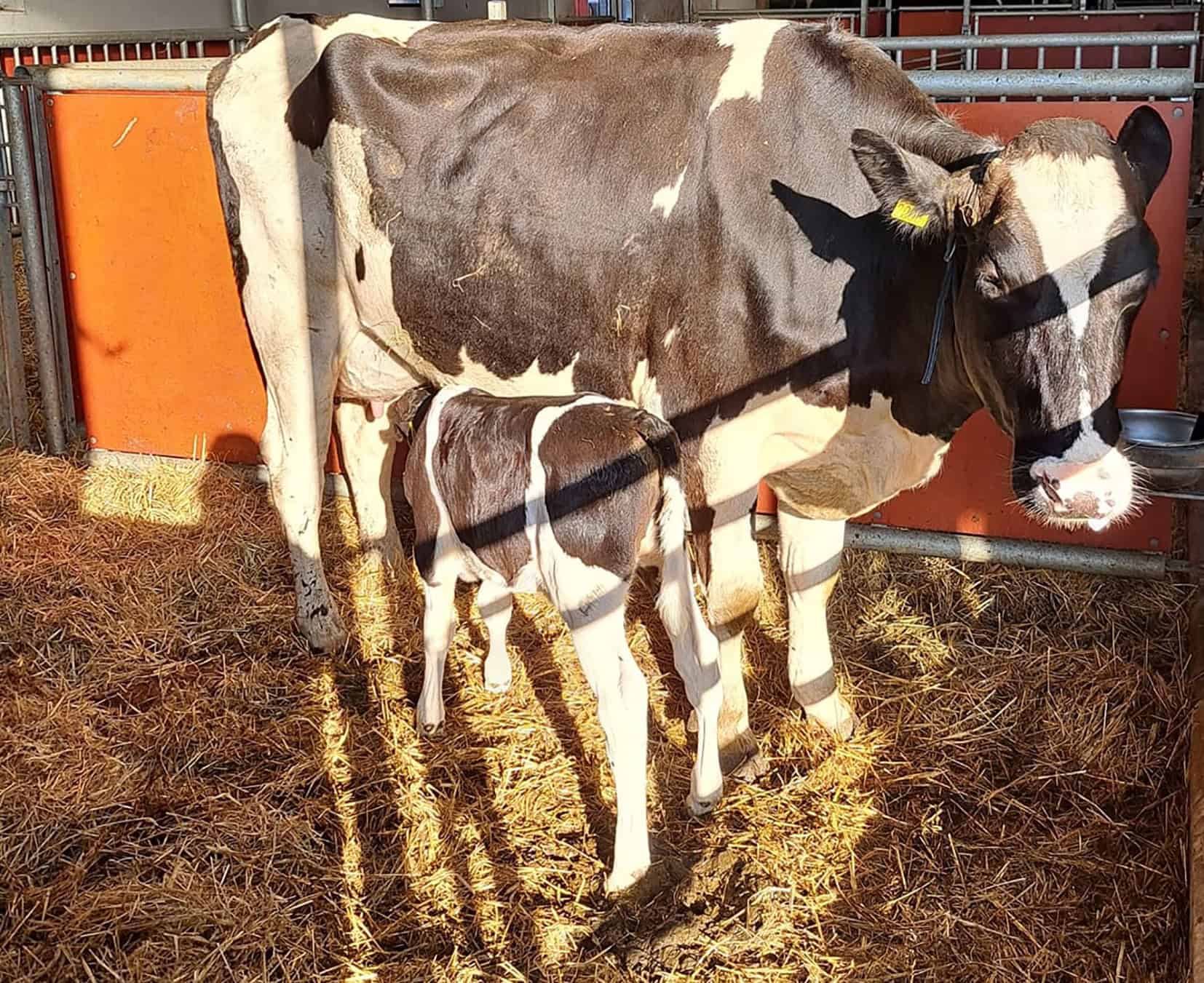 Sällsynt syn: En ko i mjölkproduktionen ger di åt sin kalv – Tidningen ...